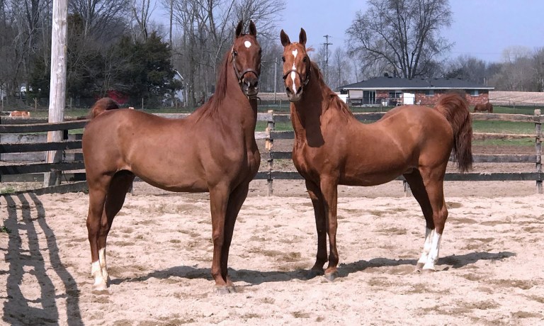 Trinity Farm – Horse Riding Lessons, Day Camp, Youth Programs, Farm Parties